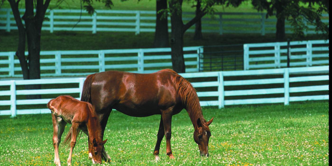 Lexington Bourbon Trails | Explore Kentucky's Distilleries