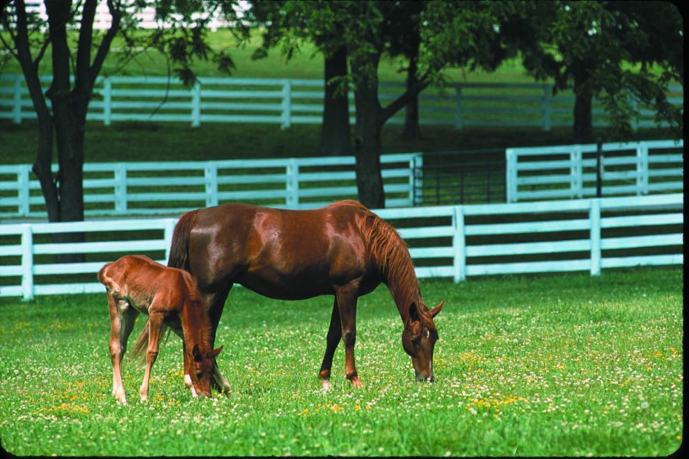 Lexington Bourbon Trails | Explore Kentucky's Distilleries